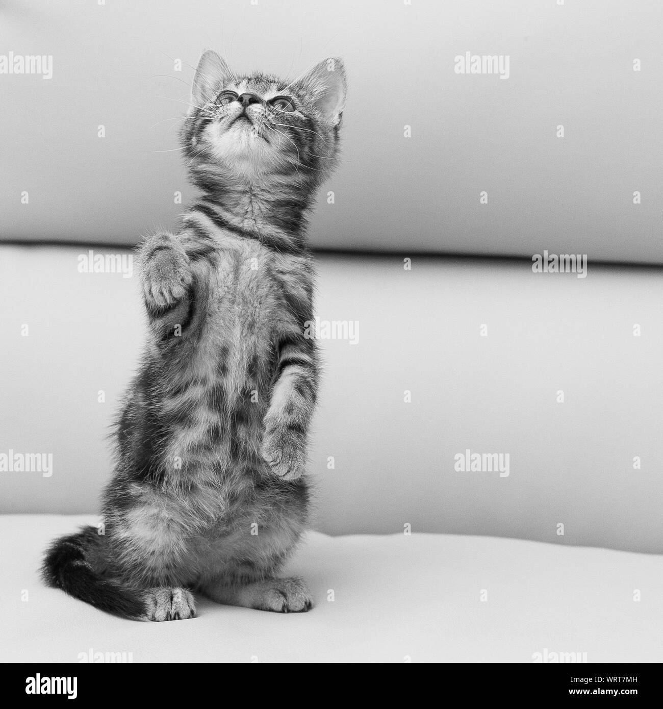 Rearing the young hi-res stock photography and images - Alamy