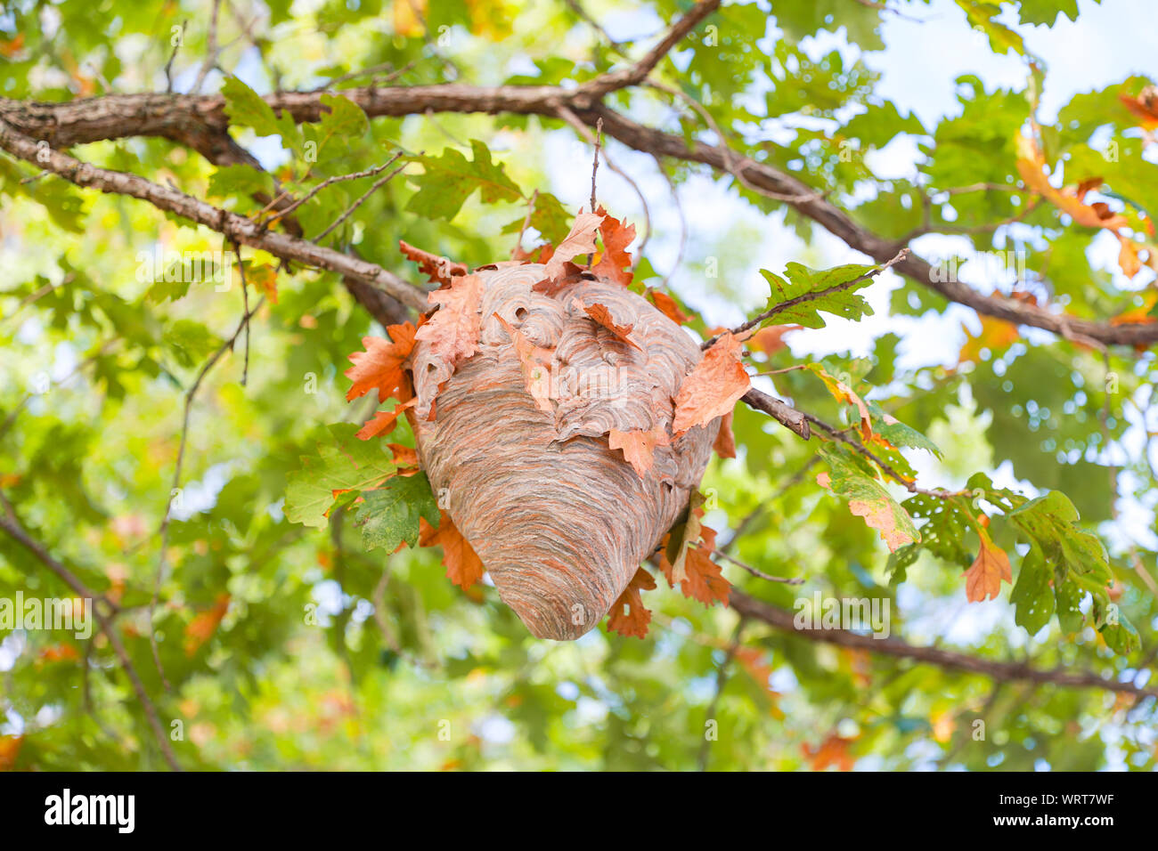 Beecomb hi-res stock photography and images - Alamy