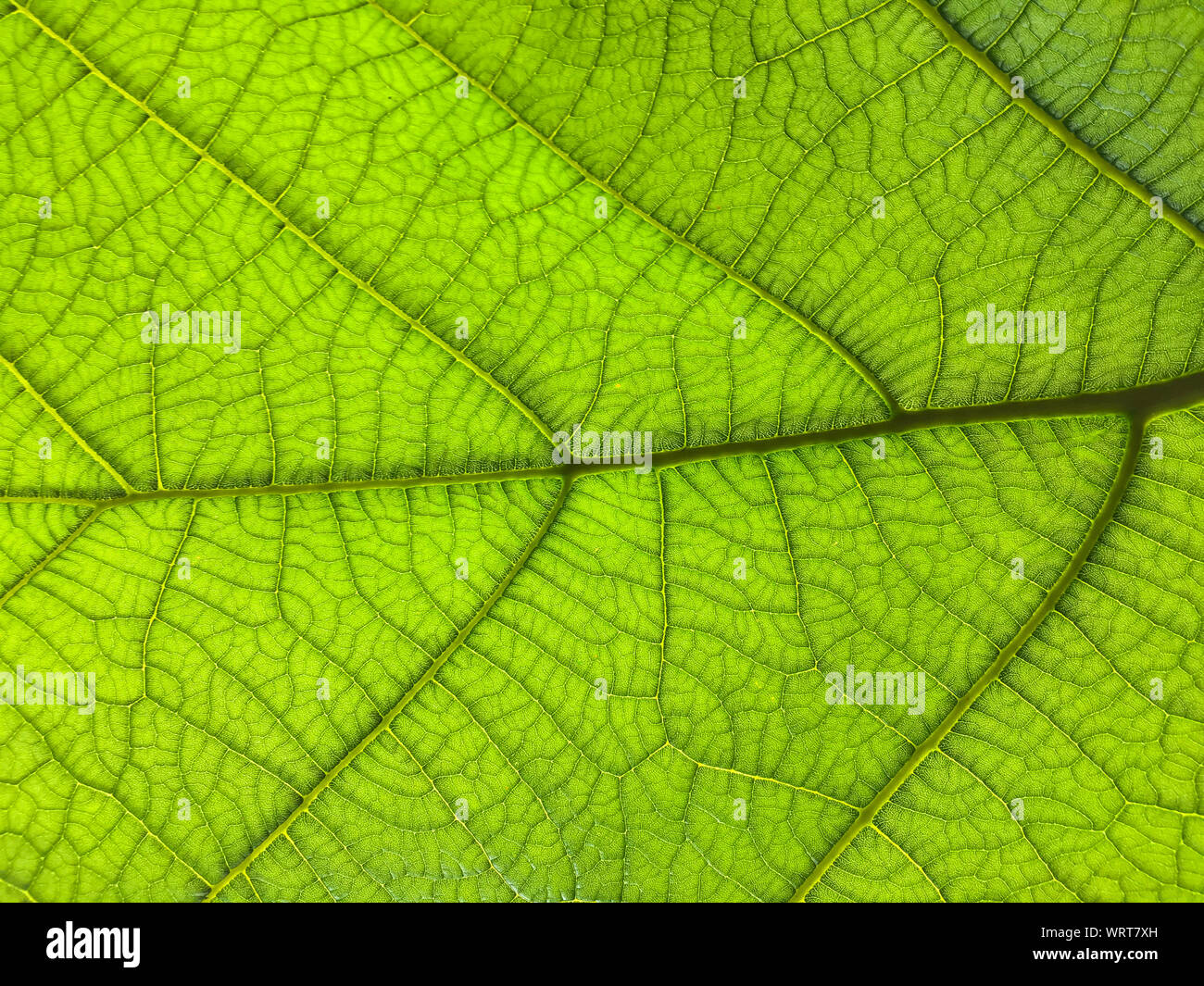 Green leaves pattern texture background Stock Photo - Alamy