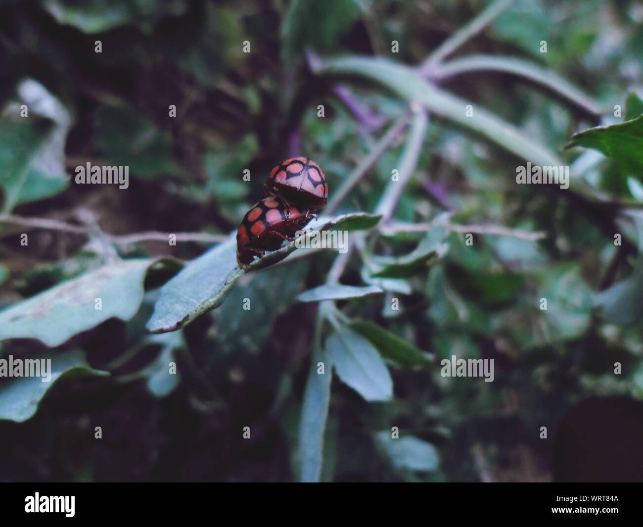 Bugs mating insect hi-res stock photography and images - Alamy
