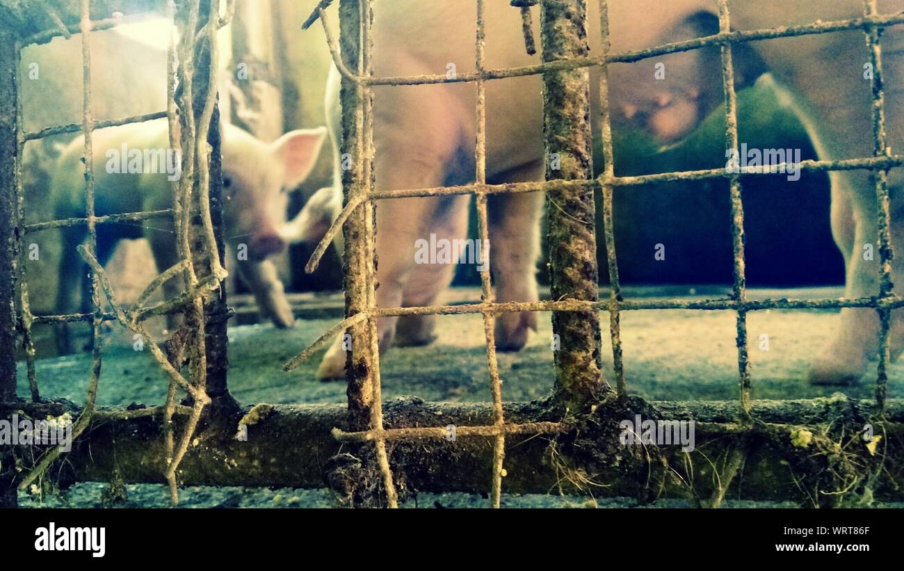 Pig in cage hi-res stock photography and images - Alamy