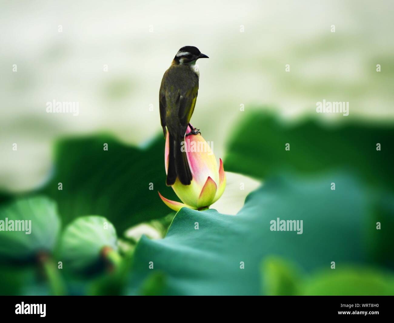 Lotus bird hi-res stock photography and images - Alamy