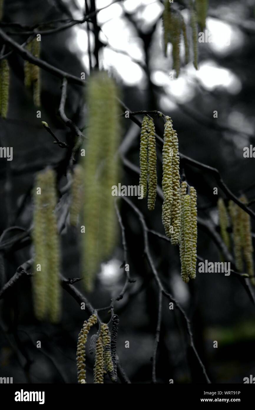 Catkin buds hi-res stock photography and images - Alamy
