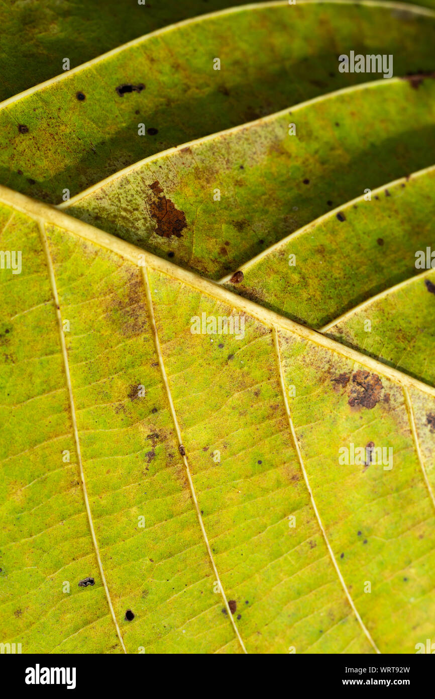 Withered leaf pattern texture background, Close up & Macro shot, Selective focus, Abstract ...