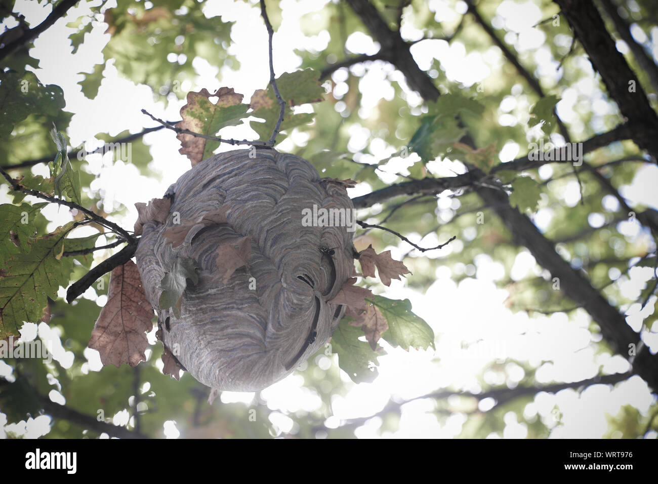 beecomb on tree - Image Stock Photo - Alamy