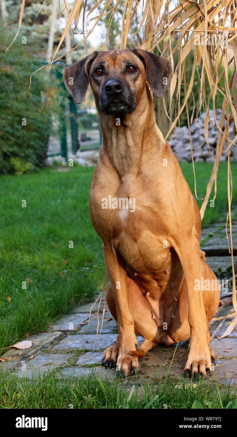 Rhodesian High Resolution Stock Photography and Images - Alamy