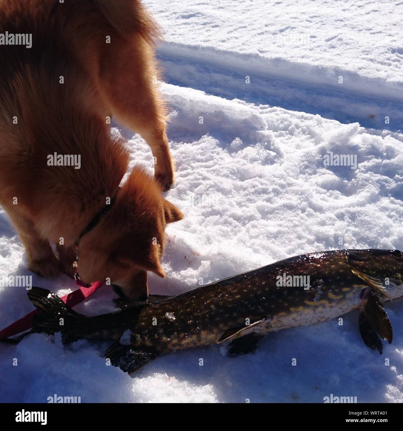 How Do You Get The Smell Of Dead Fish Off A Dog