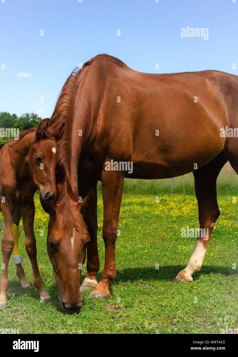 Calf shadow hi-res stock photography and images - Alamy