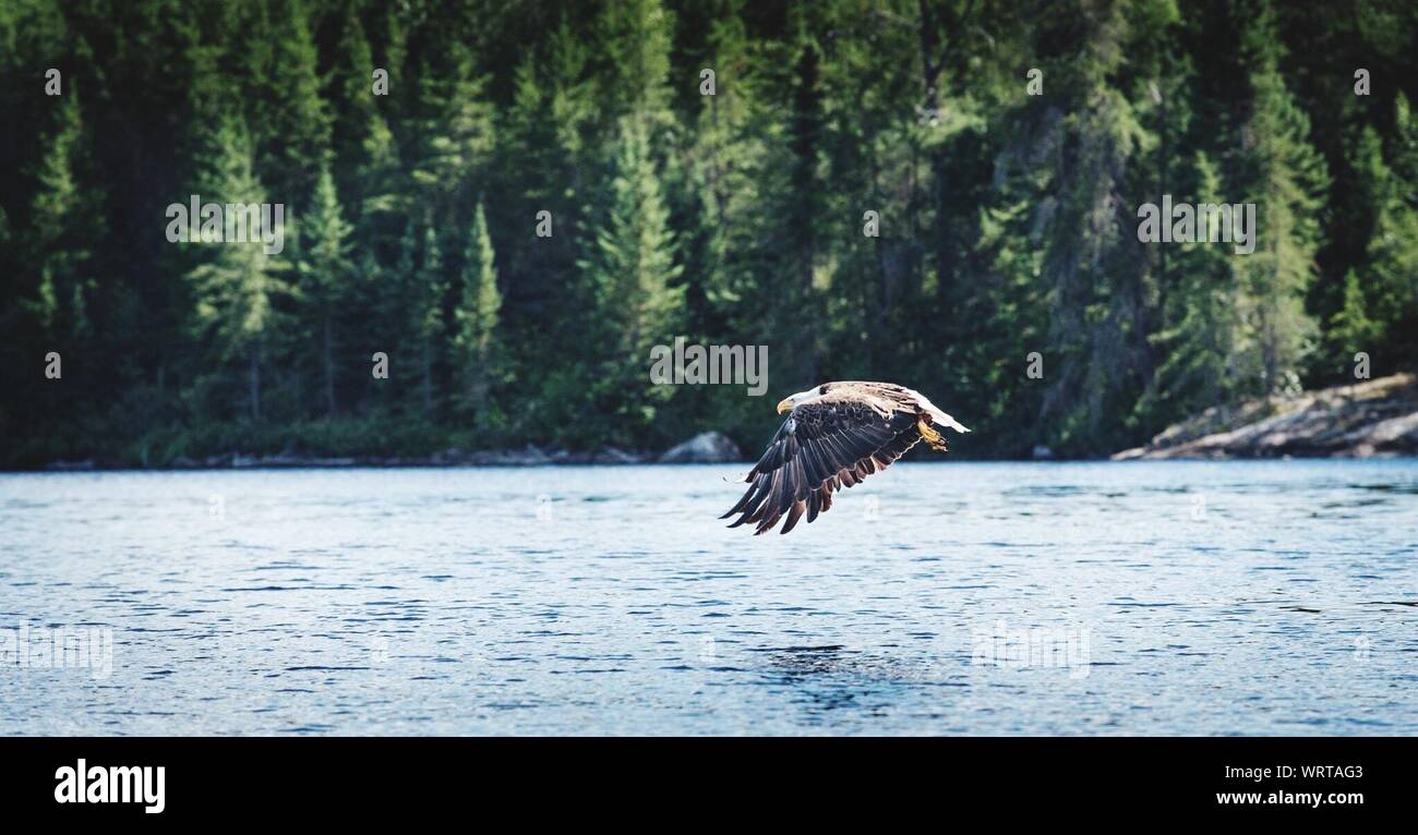 Bald eagle flying over water hi-res stock photography and images - Alamy