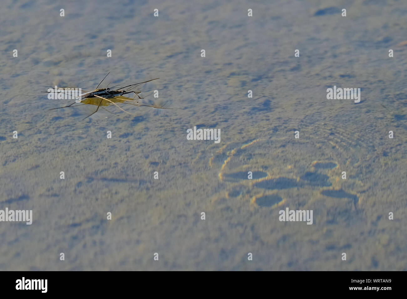 Striders hi-res stock photography and images - Alamy