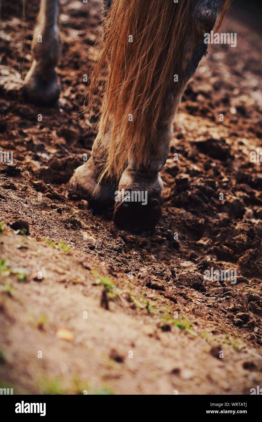 Horse Legs High Resolution Stock Photography and Images - Alamy