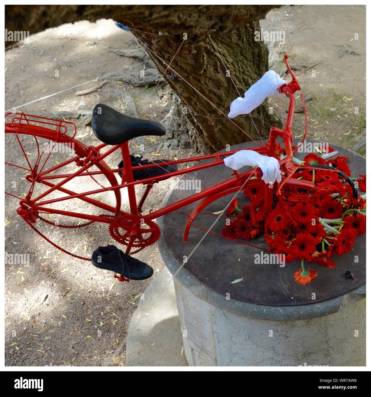 Tree bicycle Cut Out Stock Images & Pictures - Alamy