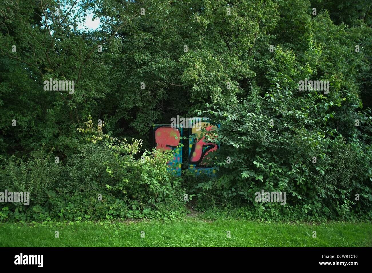 Structure forest hi-res stock photography and images - Alamy