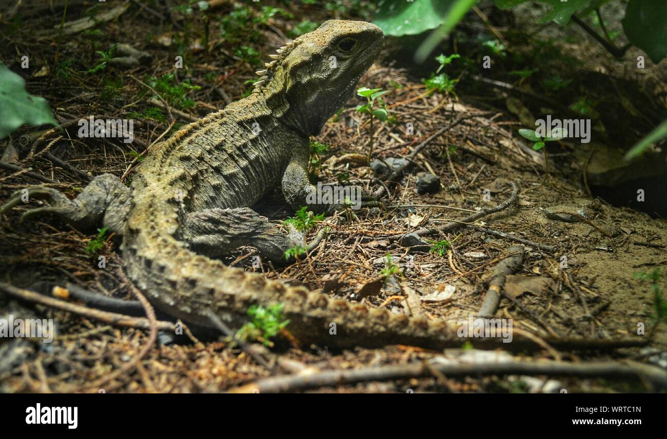 Lizard forest hi-res stock photography and images - Alamy