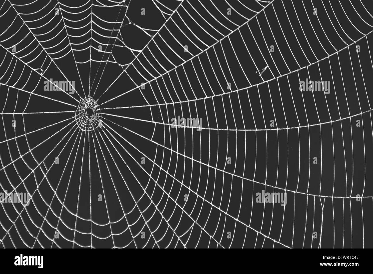 Black and white spider web hi-res stock photography and images - Alamy