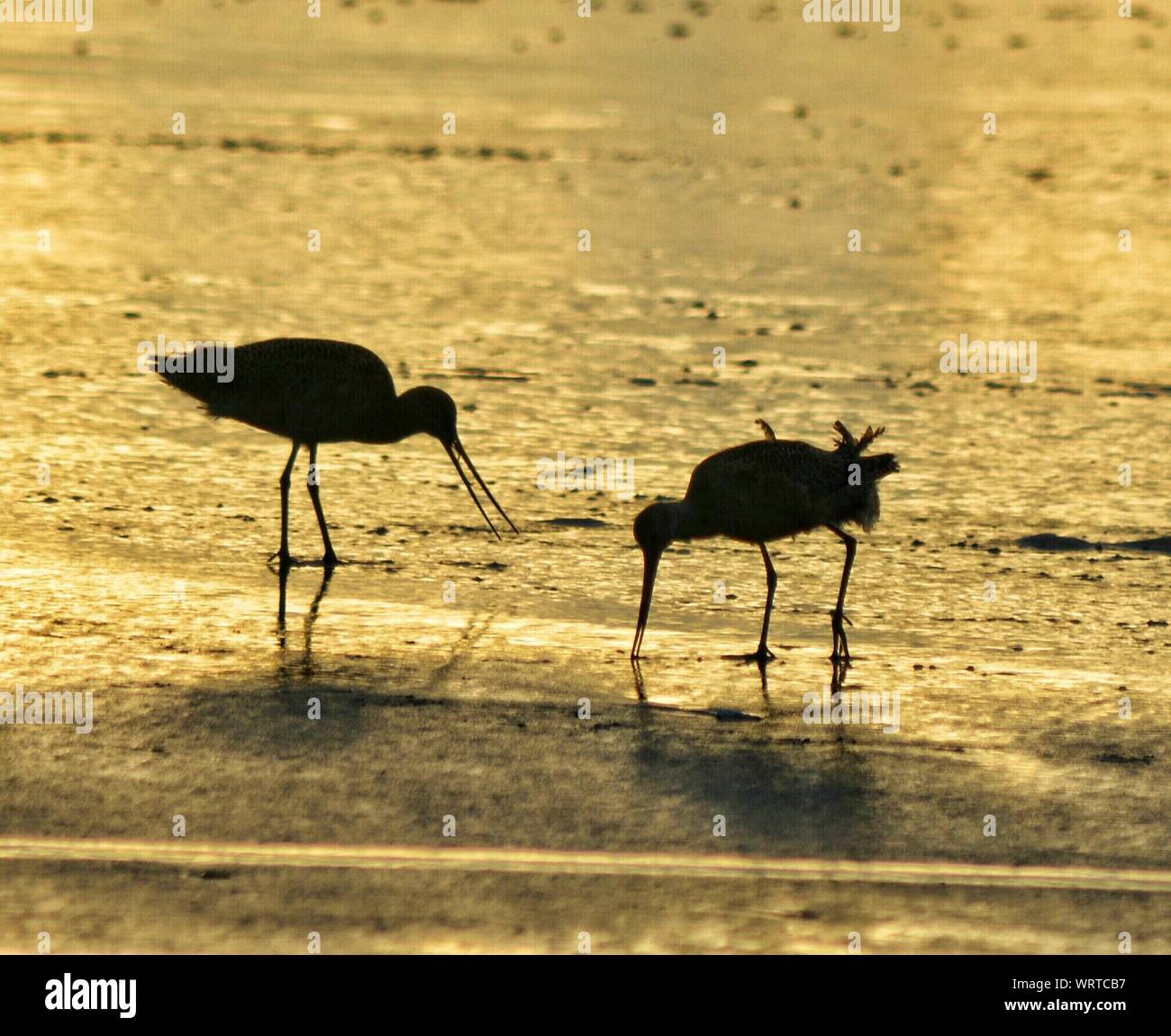 Two wading birds hi-res stock photography and images - Alamy