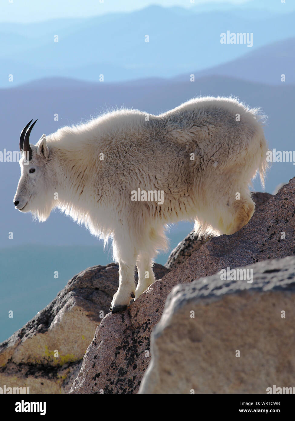 Water goat hi-res stock photography and images - Alamy