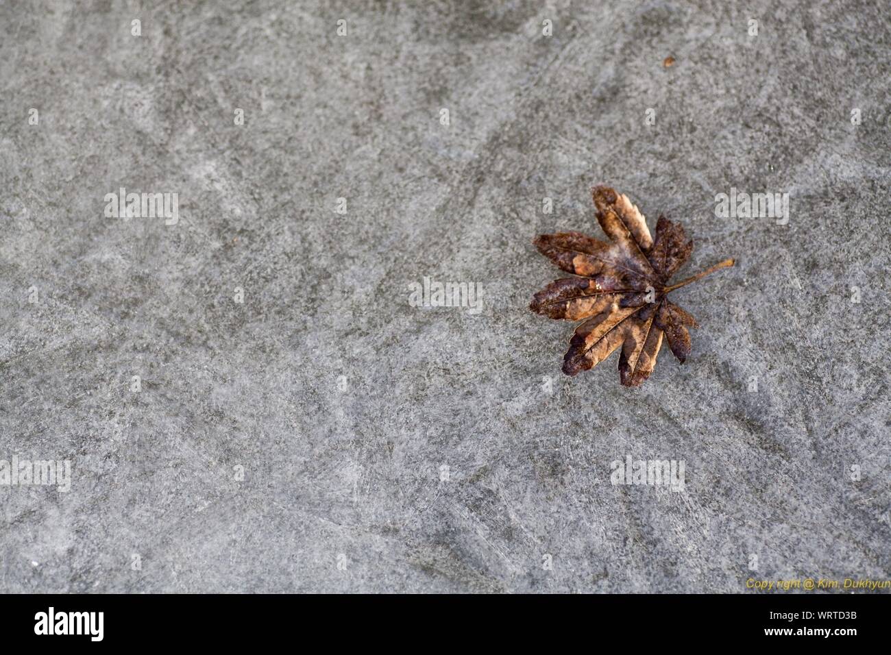 Dead insect wall hi-res stock photography and images - Alamy