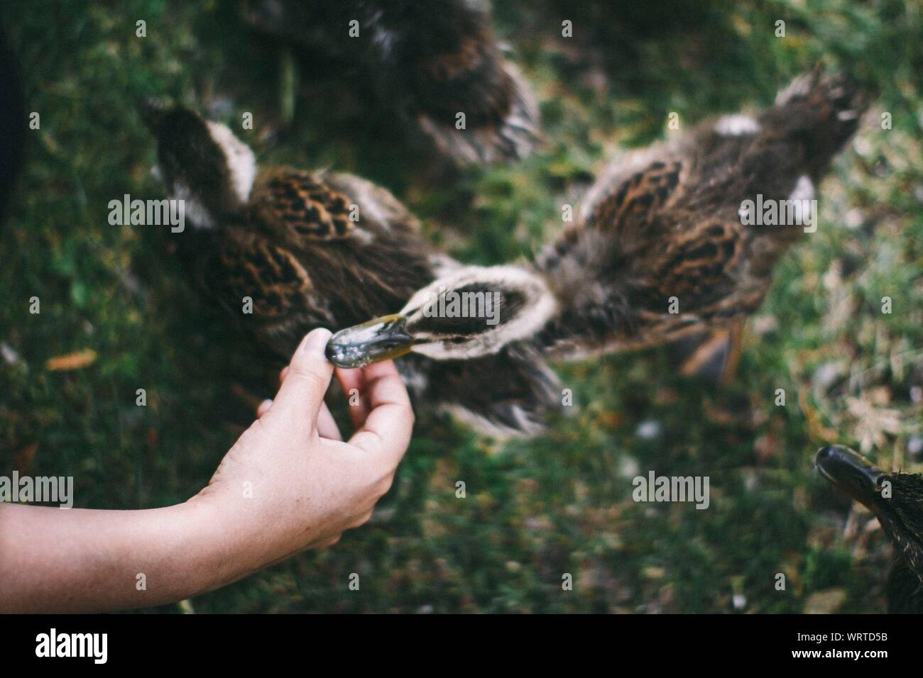 Person feeding bird hi-res stock photography and images - Alamy
