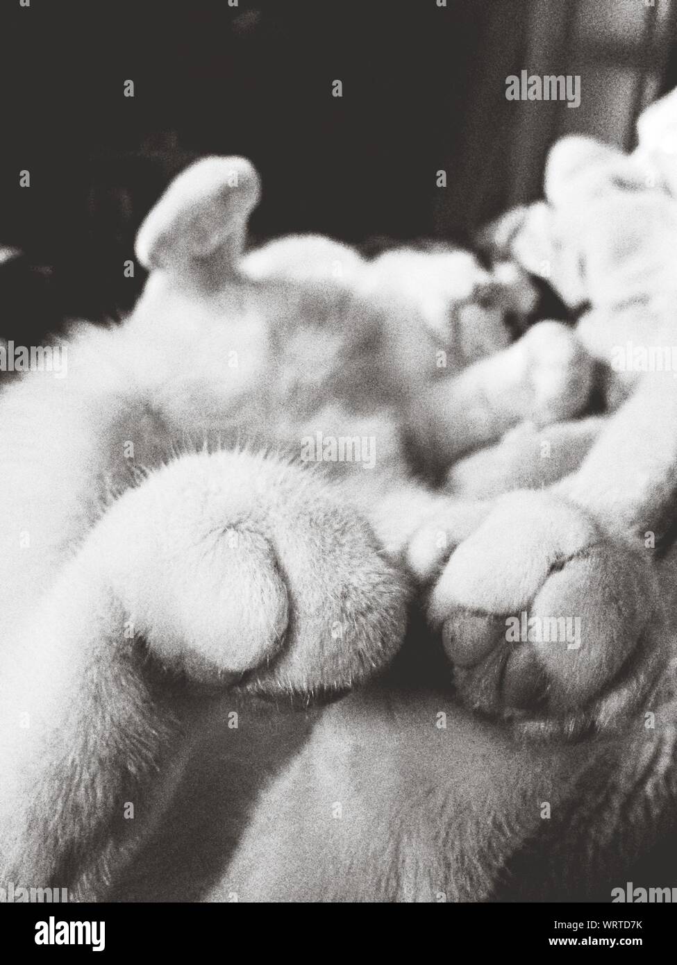 Hind Paw High Resolution Stock Photography and Images - Alamy