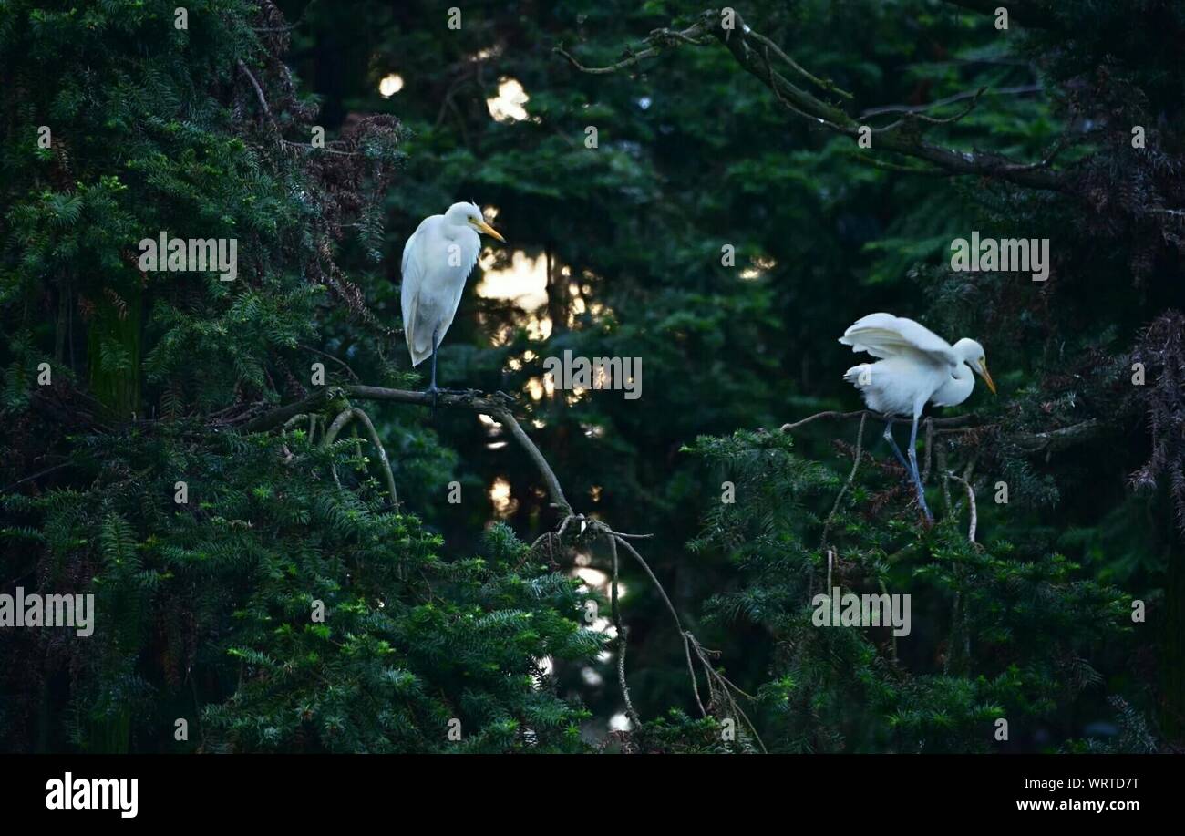 Great egrets tree hi-res stock photography and images - Alamy