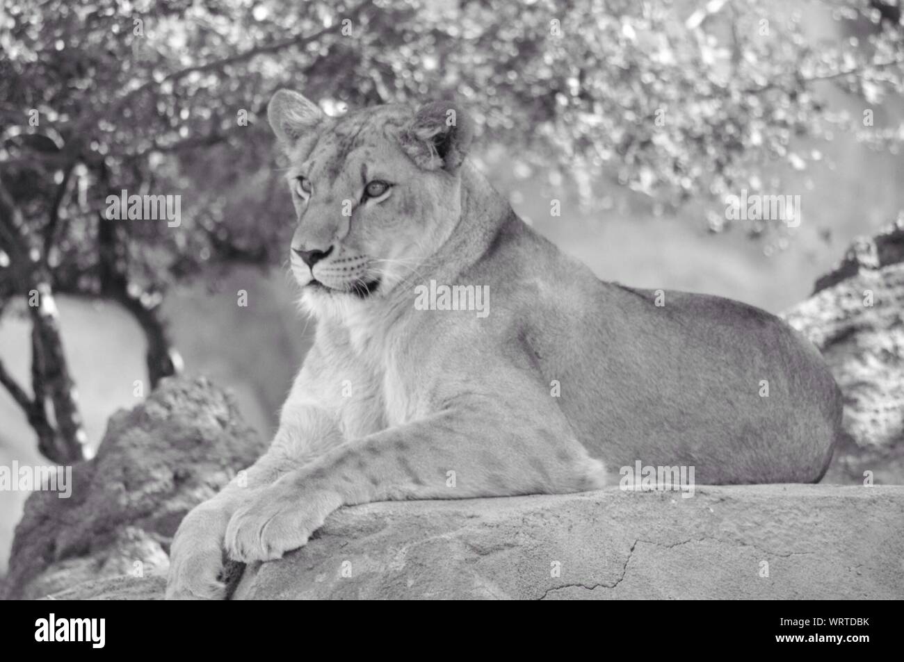 Lioness sitting side view hi-res stock photography and images - Alamy