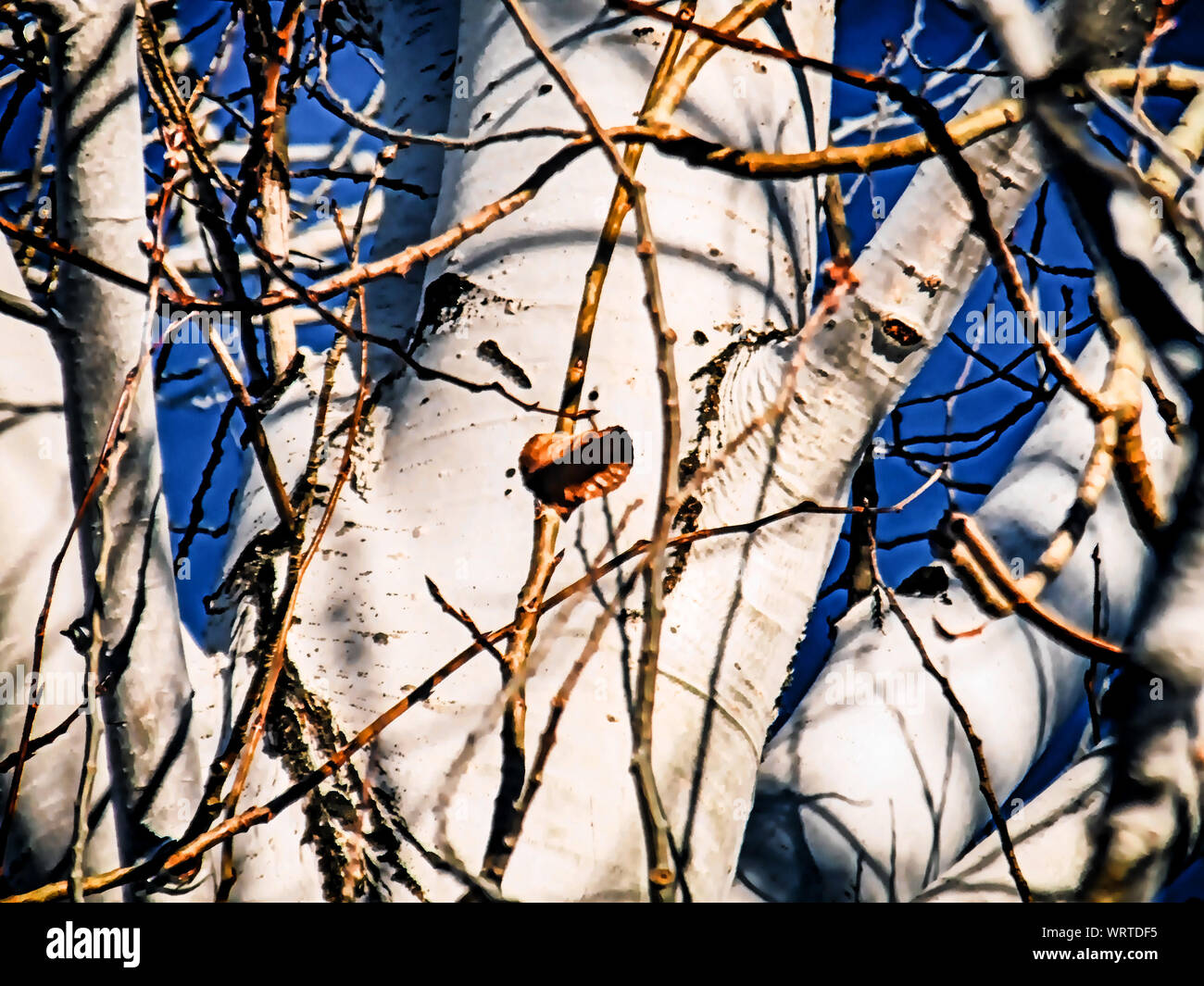 Branch shadow hi-res stock photography and images - Alamy