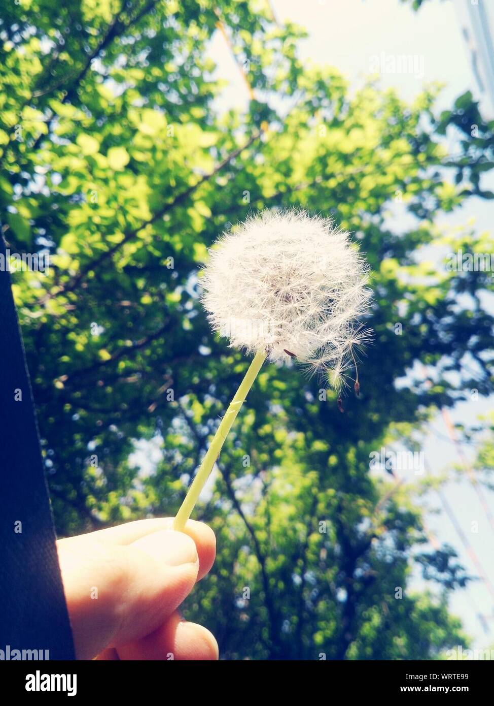 Hand holding dandelion close up hi-res stock photography and images - Alamy