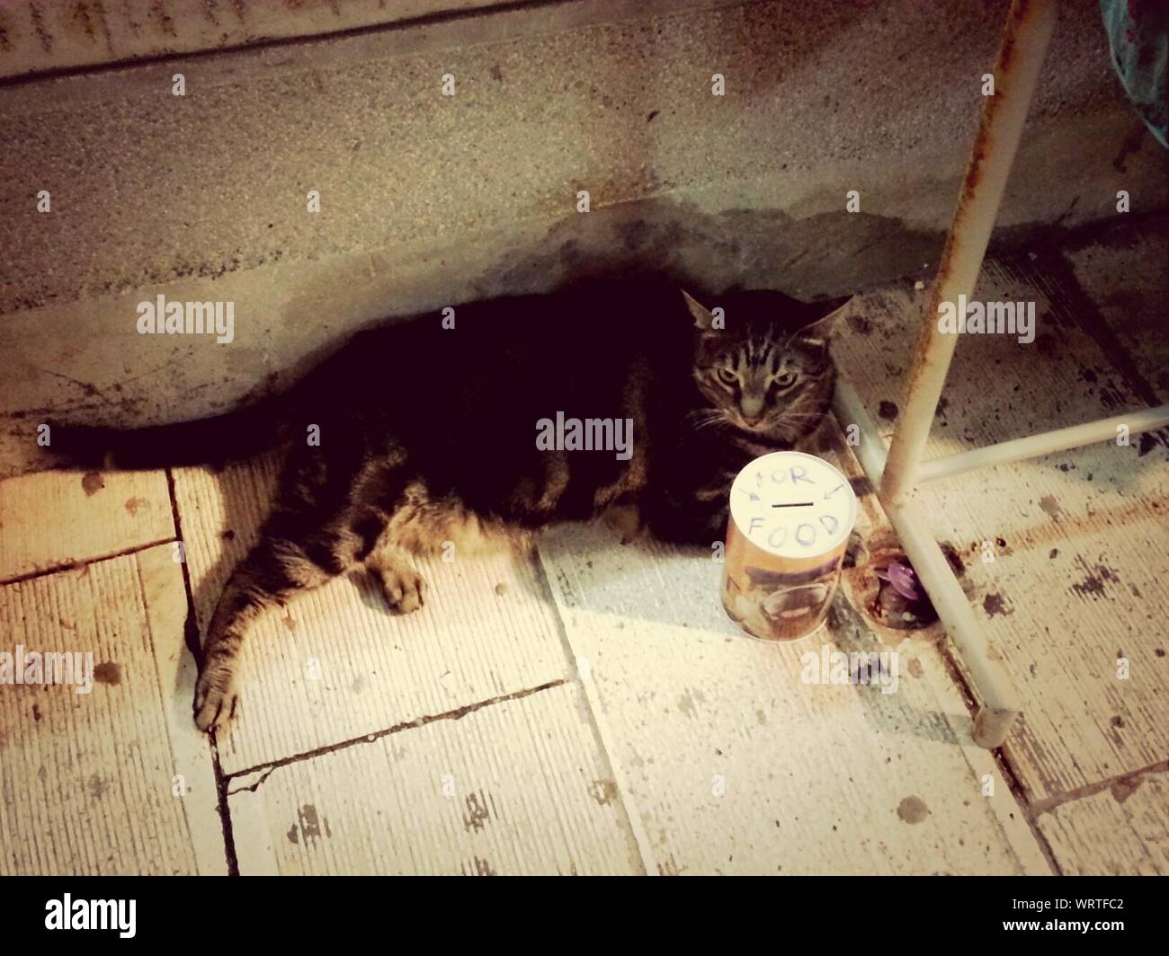 Animal donation box hi-res stock photography and images - Alamy