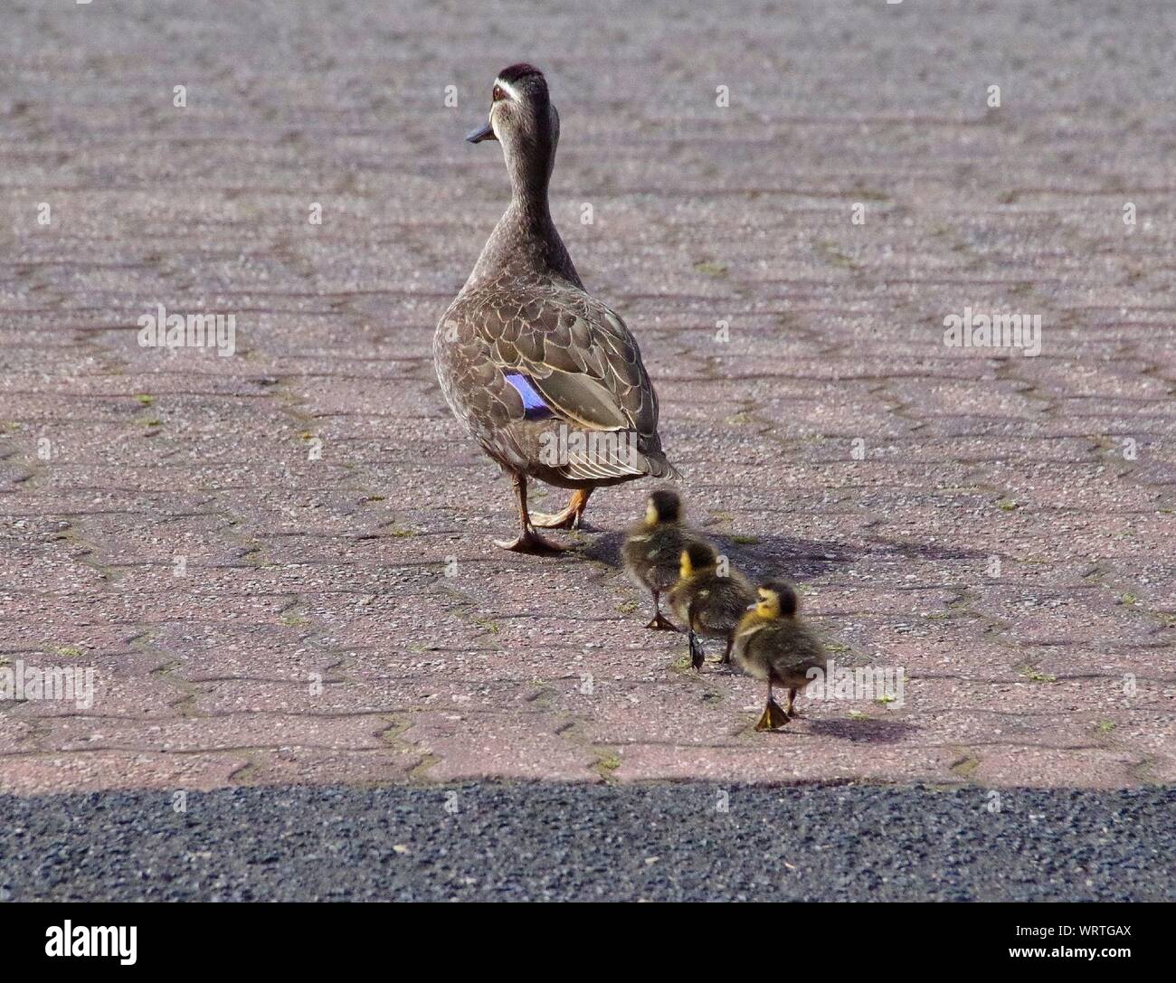 Walking ducklings hi-res stock photography and images - Alamy