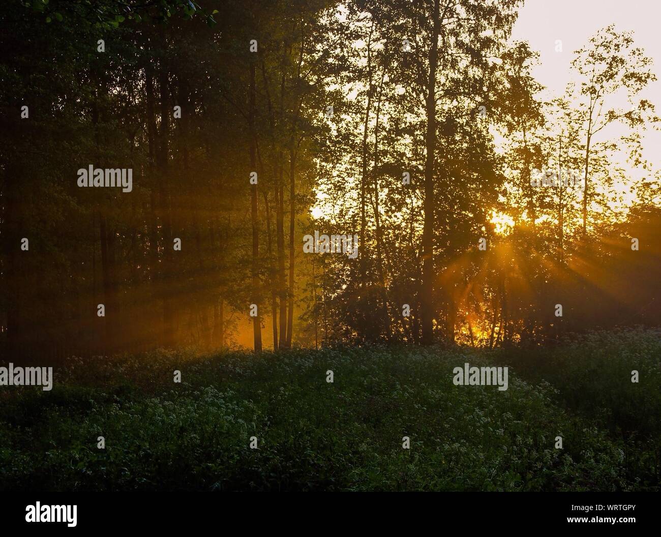 Back Lit Trees High Resolution Stock Photography and Images - Alamy