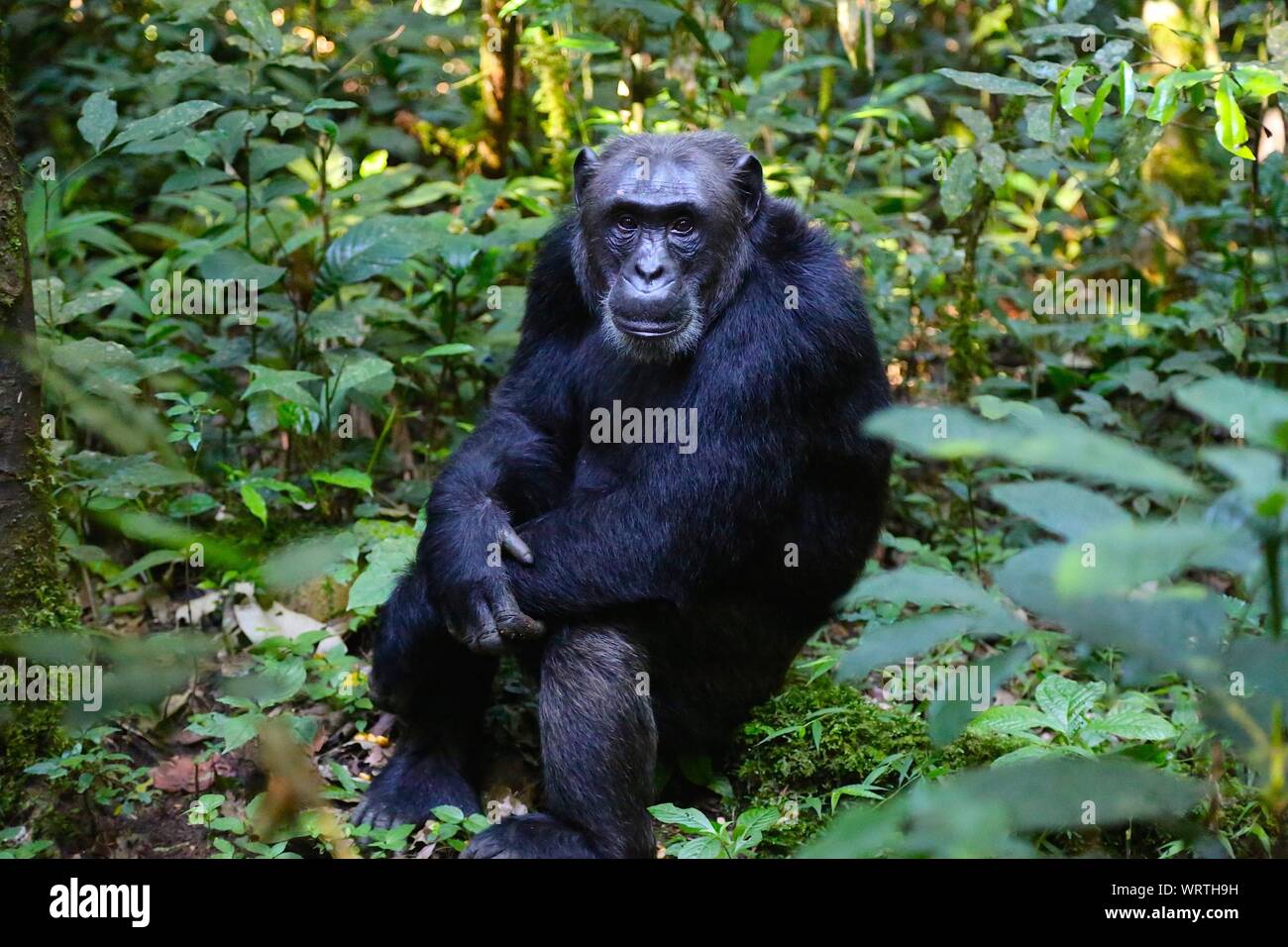 Chimpanzee relaxing zoo hi-res stock photography and images - Alamy