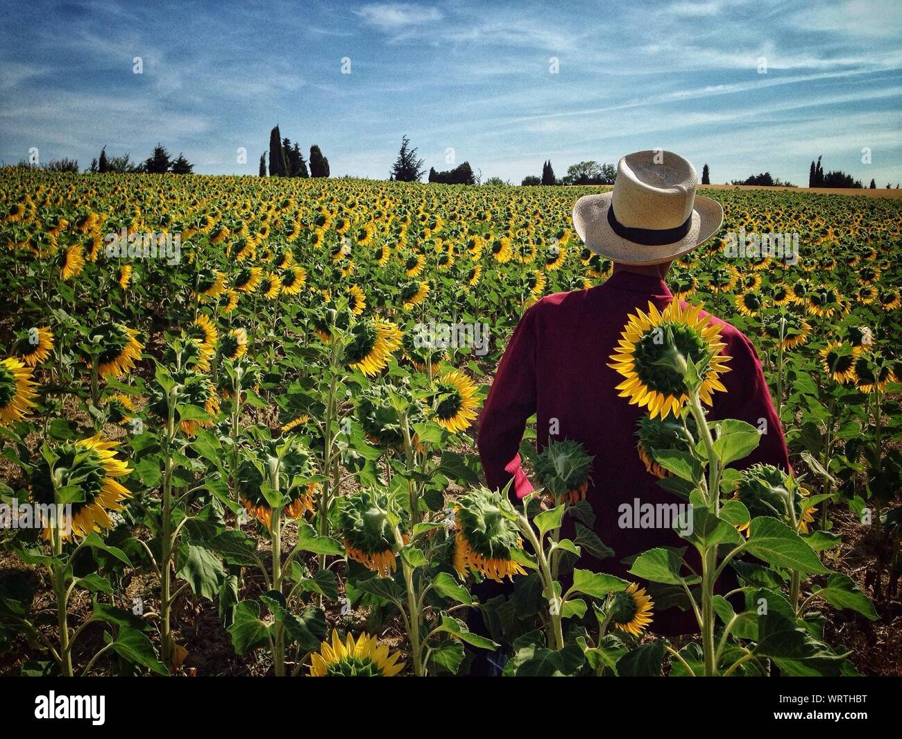 Sunflower Scarecrow High Resolution Stock Photography and Images - Alamy