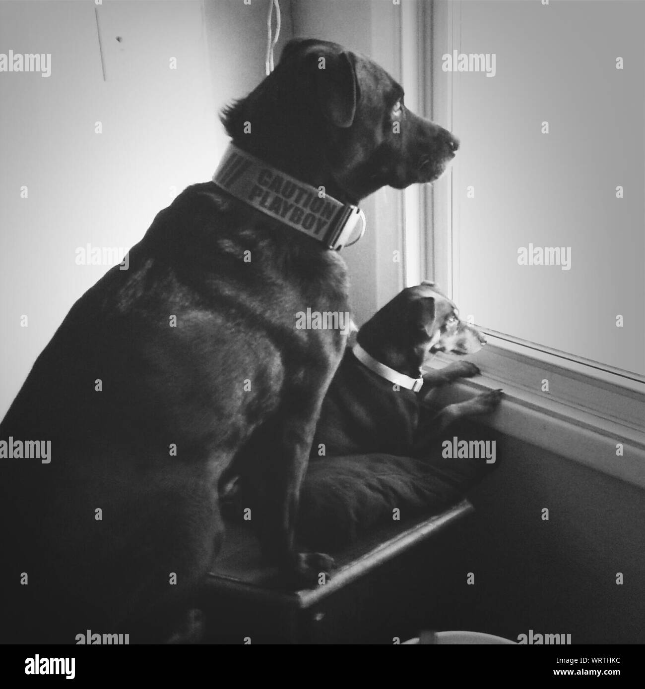 Dogs Looking Through Window Stock Photo - Alamy
