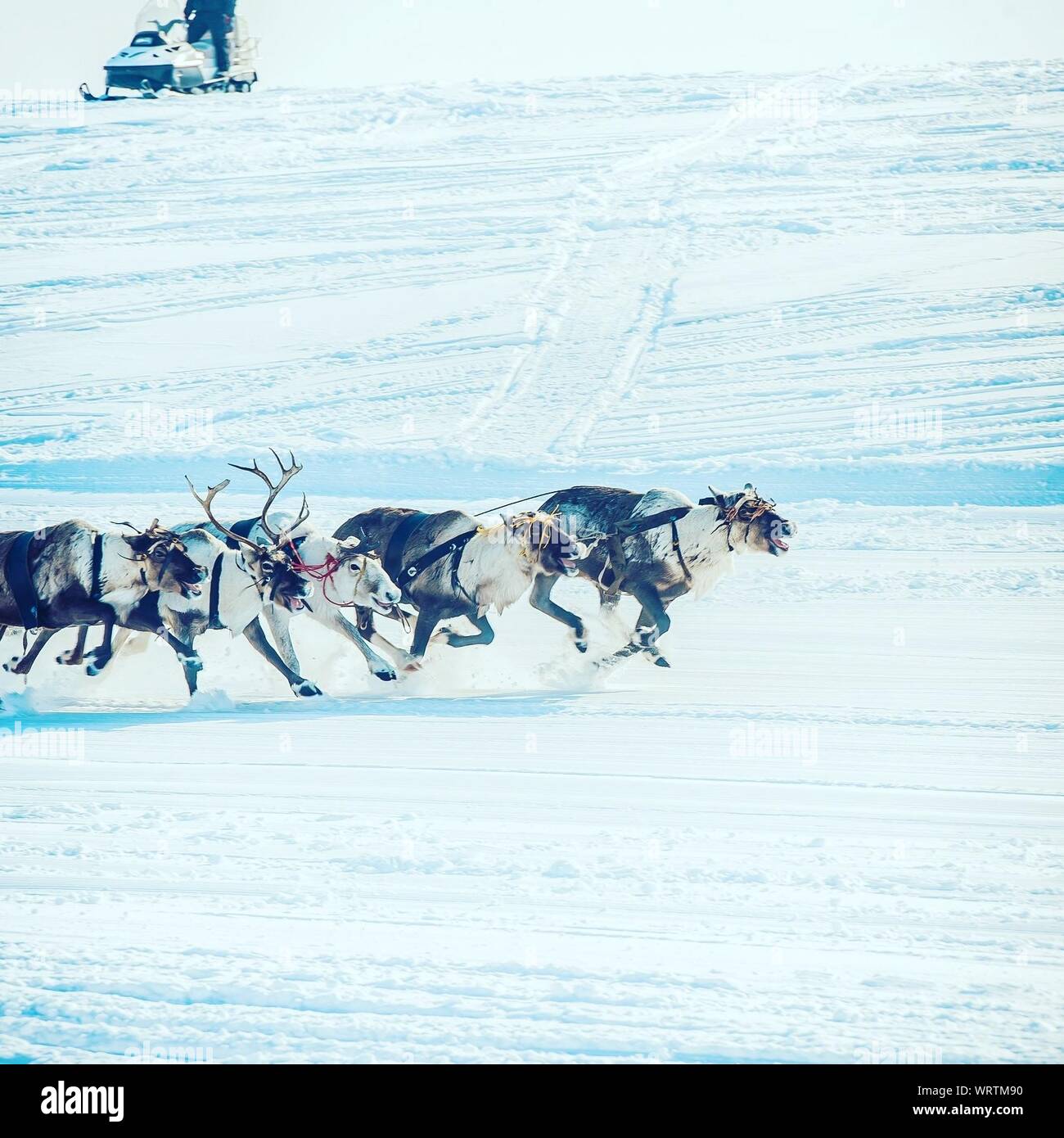 Reindeer Running High Resolution Stock Photography and Images - Alamy