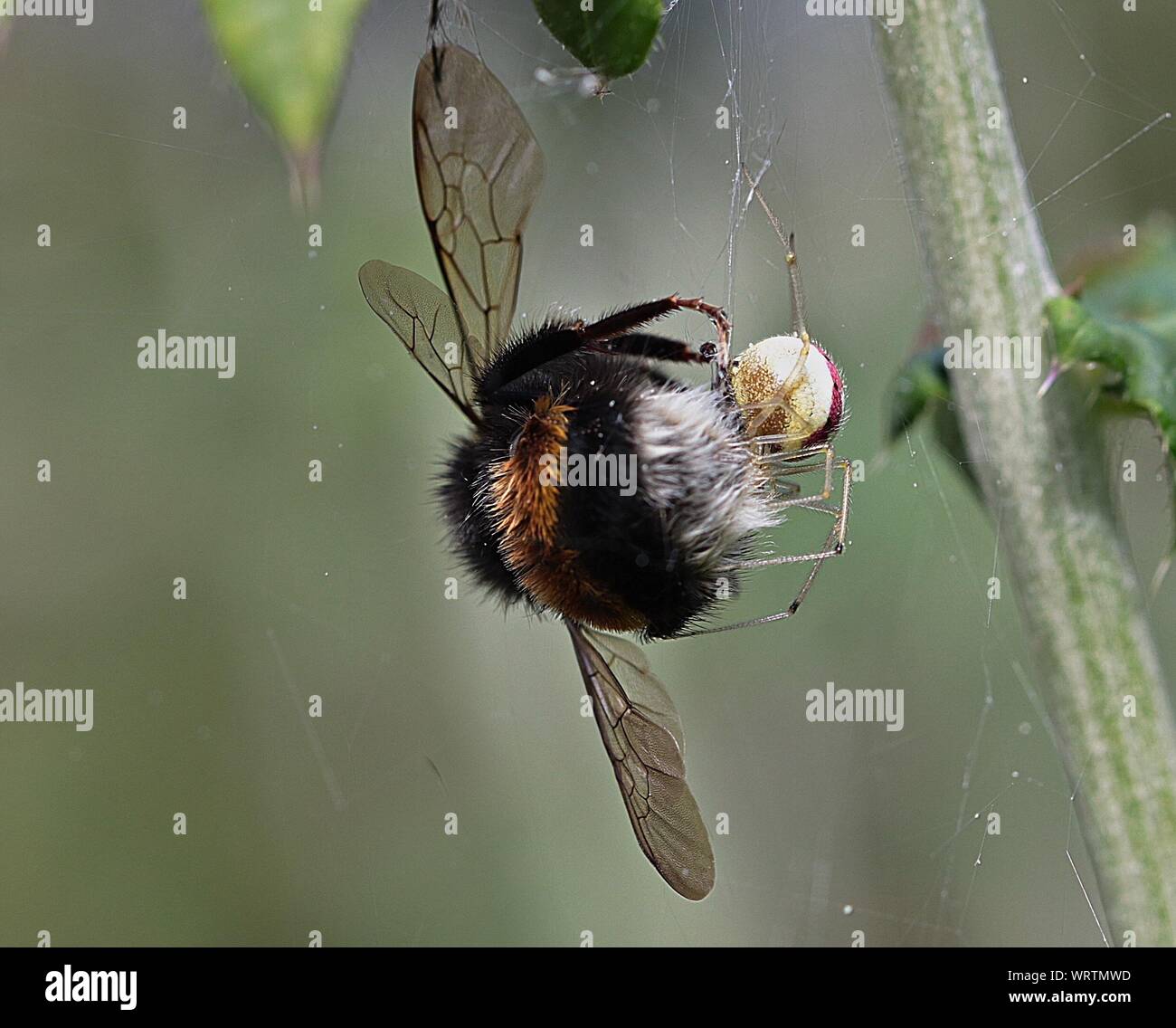 Fighting spider hi-res stock photography and images - Alamy