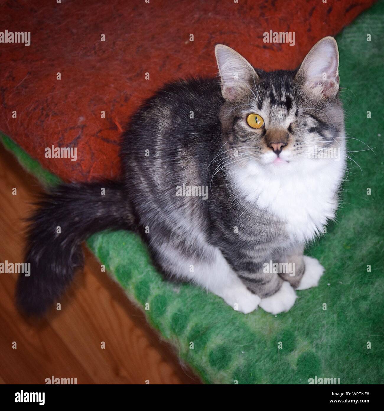 Animals winking hi-res stock photography and images - Alamy
