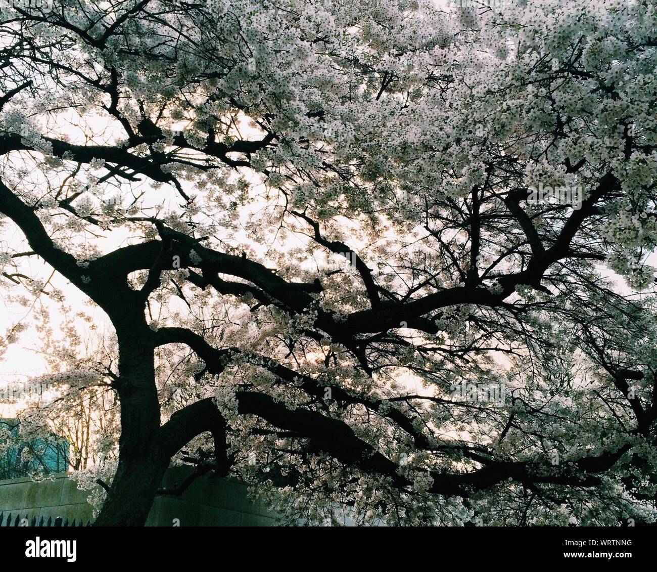 White bloom hi-res stock photography and images - Alamy
