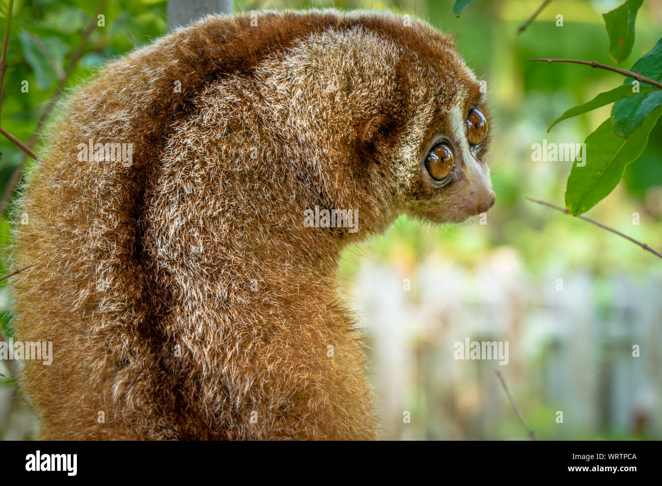 Slow Loris High Resolution Stock Photography and Images - Alamy