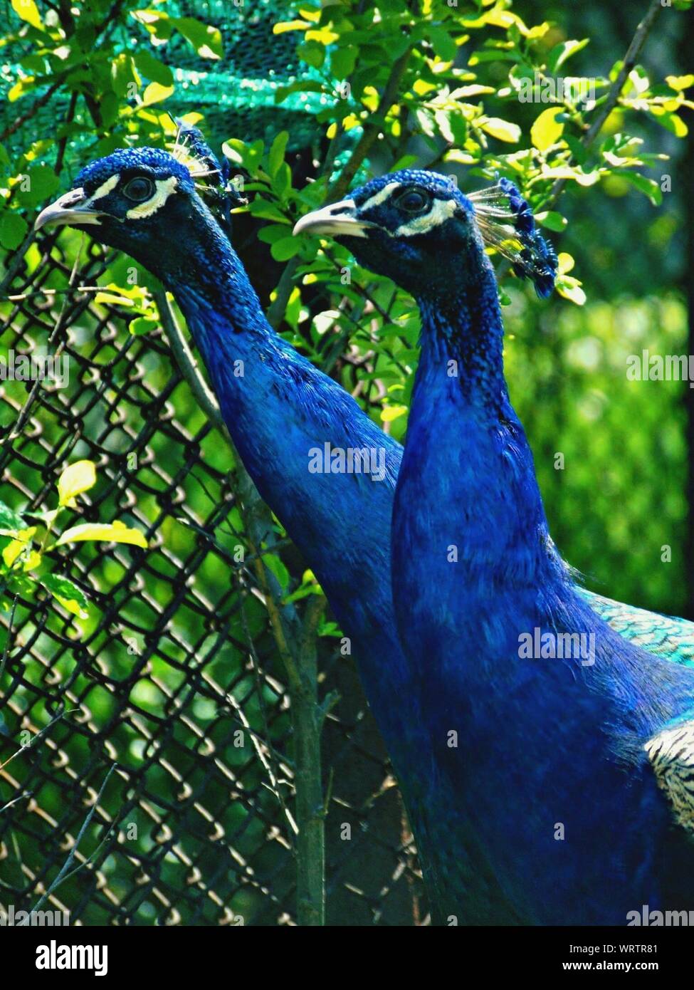 Two Male Peacocks High Resolution Stock Photography and Images - Alamy