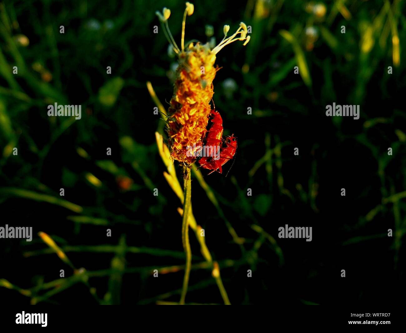 Mating Insects High Resolution Stock Photography and Images - Alamy