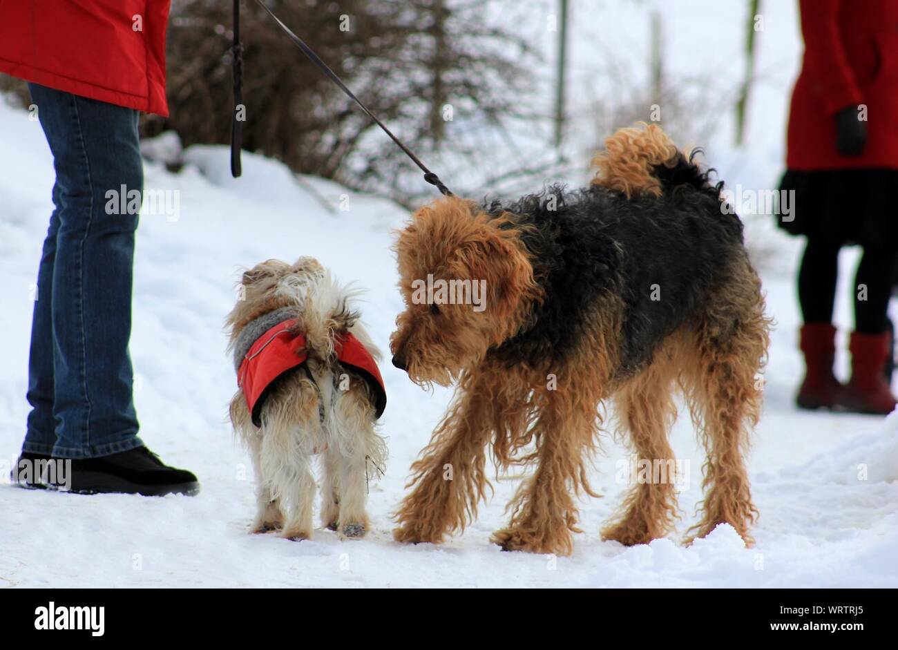 Emotions in animals hi-res stock photography and images - Alamy