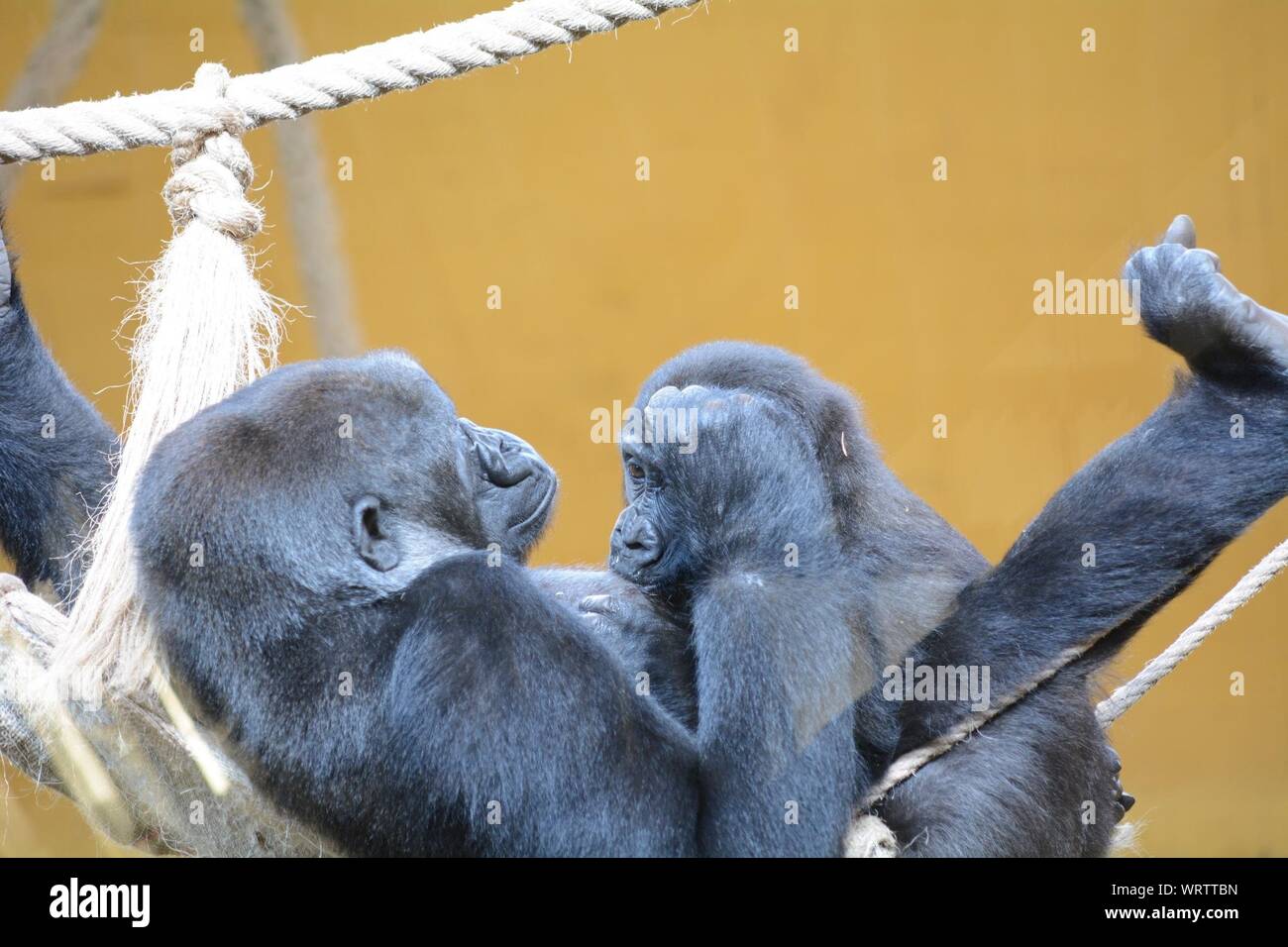 Two monkeys swing hi-res stock photography and images - Alamy