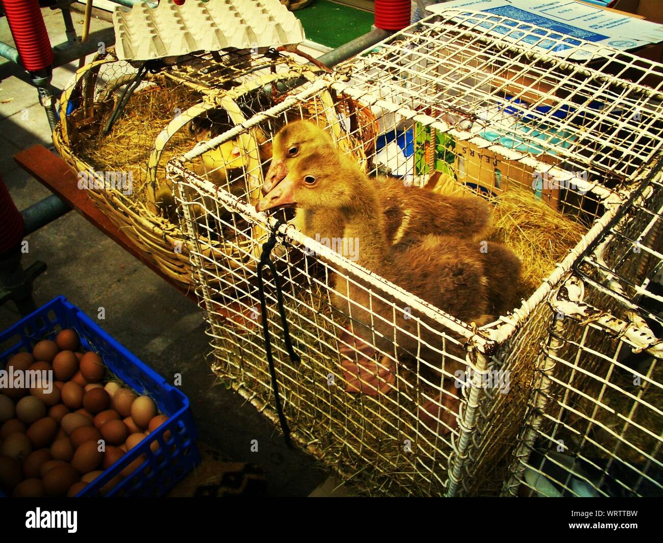 Duck in cage hi-res stock photography and images - Alamy