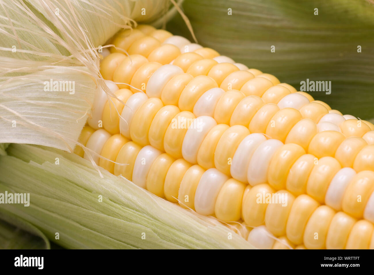 Newly harvested sweet corn showing fully developed ripe kernels. Macro ...