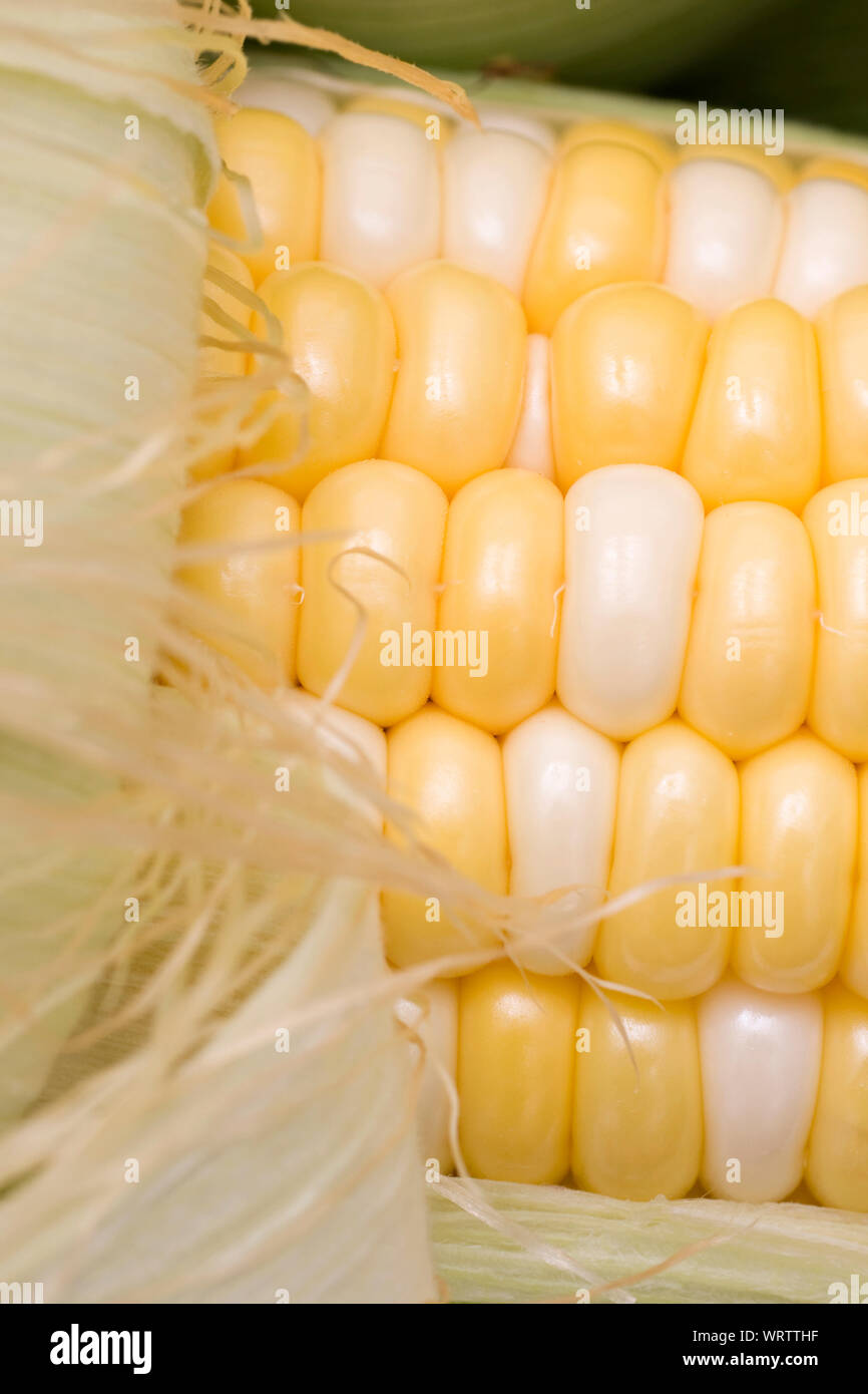 Newly harvested sweet corn showing fully developed ripe kernels. Macro ...