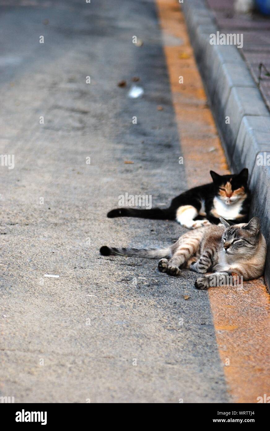 Road marking cats hi-res stock photography and images - Alamy