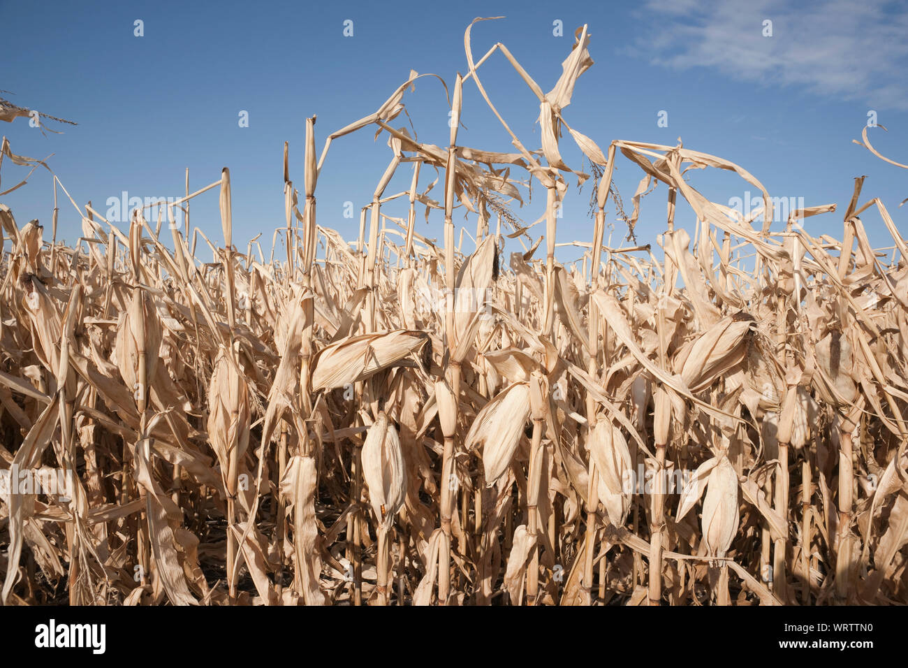 Ripe corn field hi-res stock photography and images - Alamy