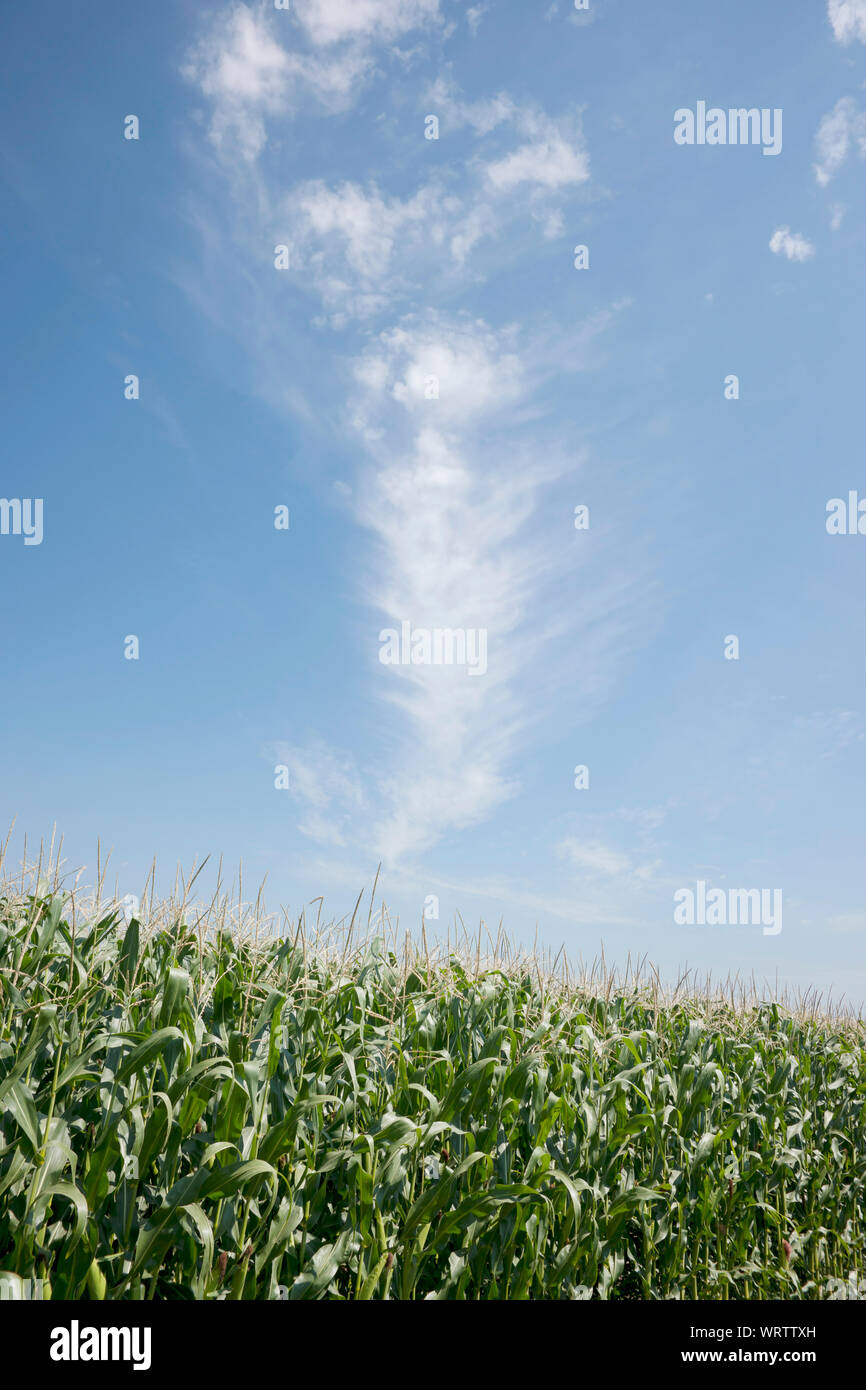 growing corn and cloud sky Stock Photo - Alamy
