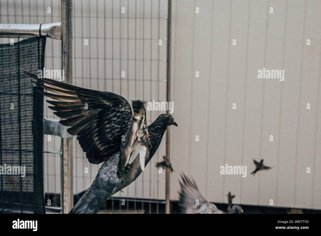 Birds of the zoo hi-res stock photography and images - Alamy
